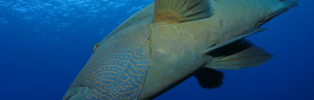 レックChuyo | DayDream Palau オフィシャルサイト